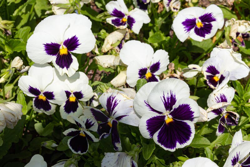 Blooming Viola Flower, Close - Up View Stock Photo - Image of viola ...