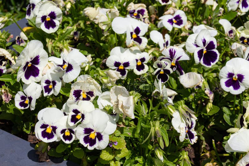 Blooming Viola Flower, Close - Up View Stock Photo - Image of viola ...