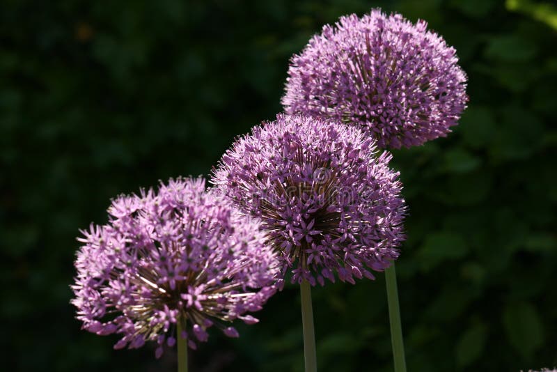 Blooming Violet Blossoms of a Garden Leek Stock Image - Image of color ...