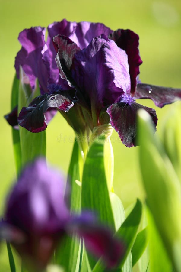 Blooming violet iris stock image. Image of purple, violet - 43189103