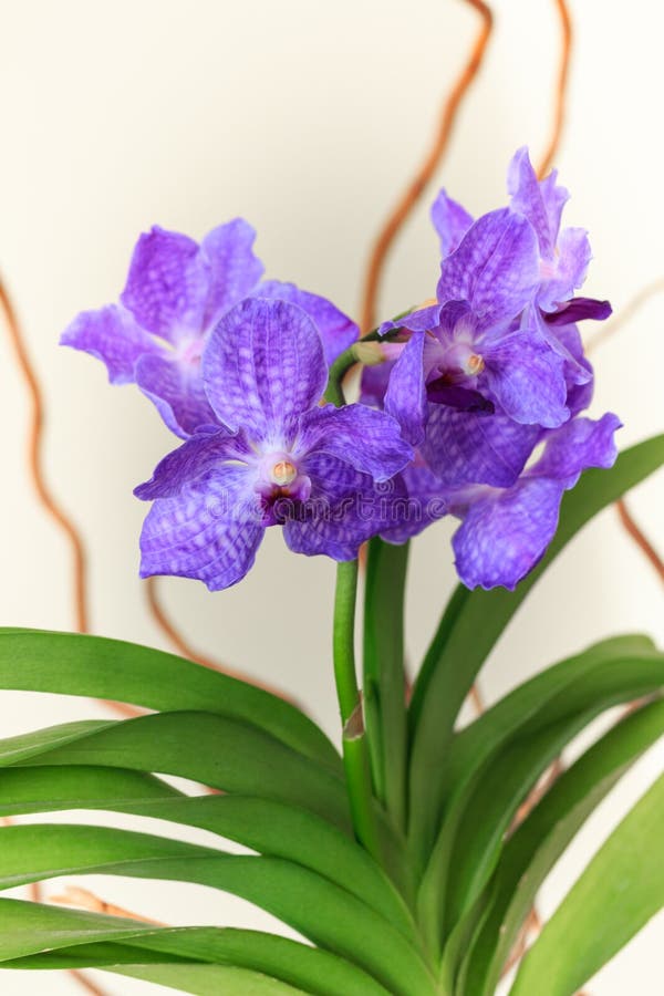 Blooming Violet Orchid Vanda on Light Background Stock Image - Image of ...
