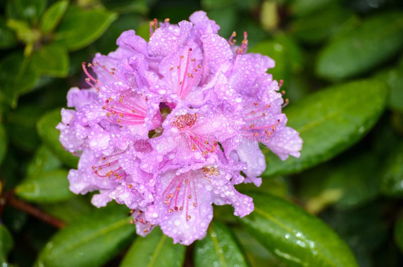 Blooming Violet Rhododendron Spriditis Species Stock Photo - Image of ...