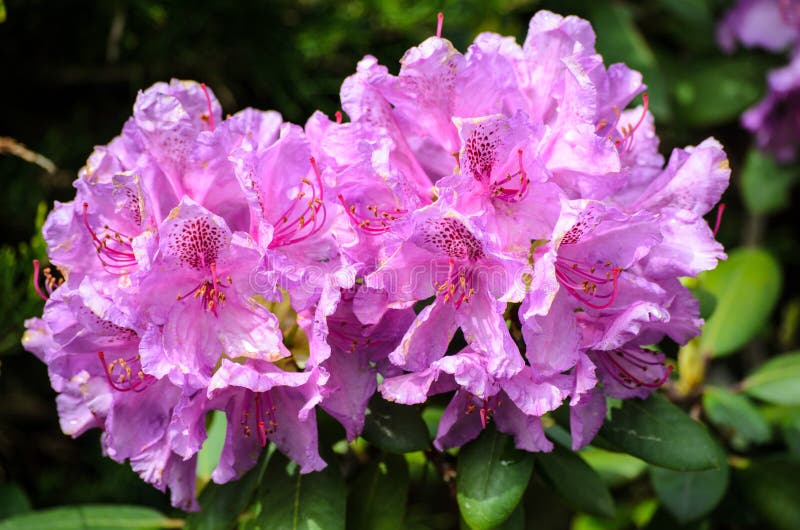 Spriditis Species Stock Photos - Free & Royalty-Free Stock Photos from ...