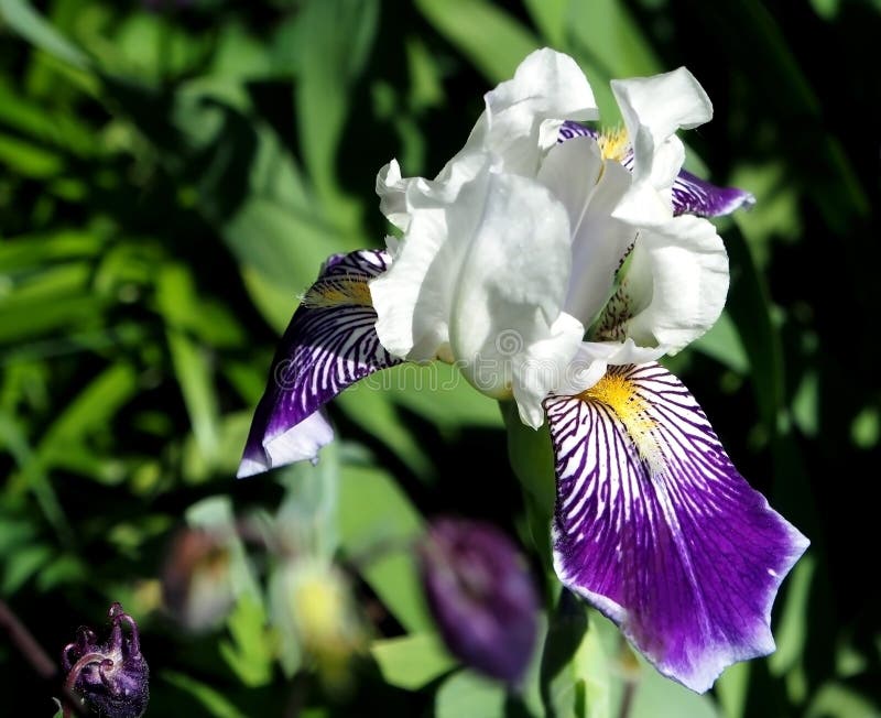 Blooming Violet White Striped Iris Stock Photo - Image of color, exotic ...