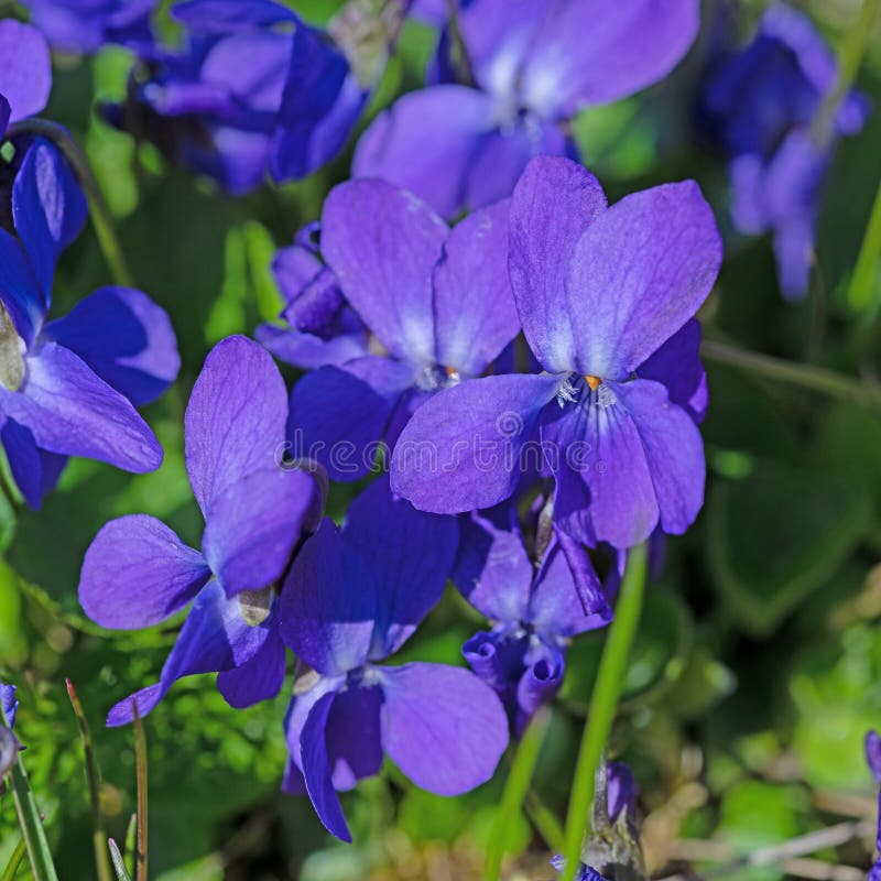 Blooming Violets in the Meadow Stock Image - Image of bloom, botany ...