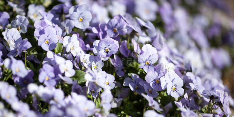 Blooming Violets in a Spring Garden Stock Photo - Image of floral ...