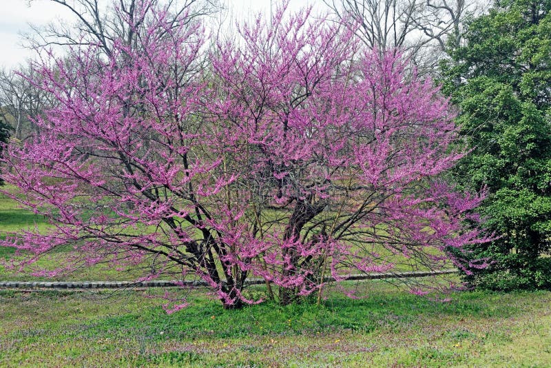 Blooming Virginia Redbud Tree Stock Photo - Image of outdoor, beautiful ...