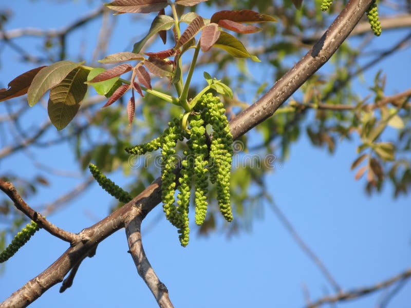 Blooming walnut stock image. Image of catkins, branch - 77345453