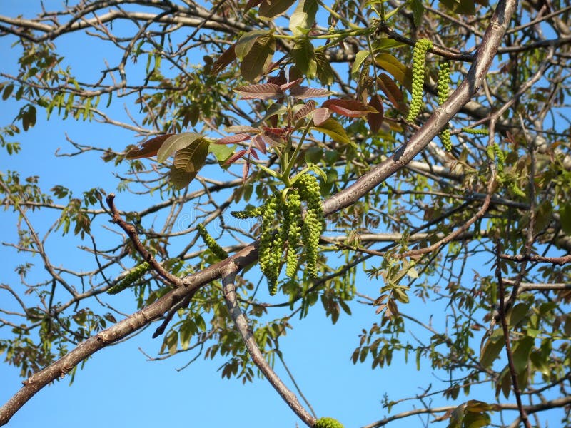 Blooming walnut stock photo. Image of bloom, shot, view - 77399922