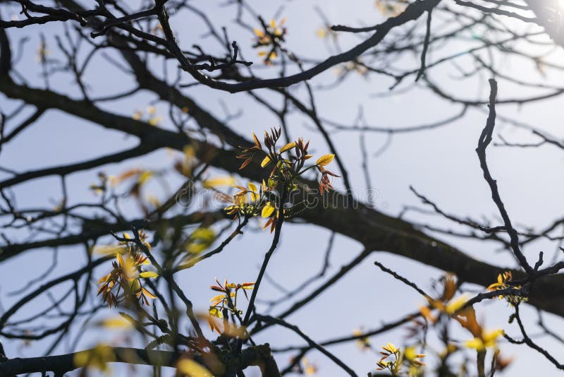 Blooming Walnut in Spring in Sunny Weather Stock Photo - Image of tree ...