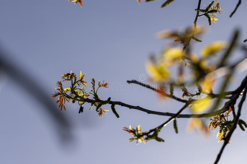 Blooming Walnut in Spring in Sunny Weather Stock Photo - Image of ...