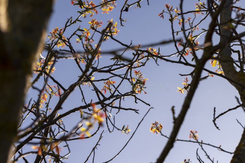 Blooming Walnut in Spring in Sunny Weather Stock Photo - Image of ...