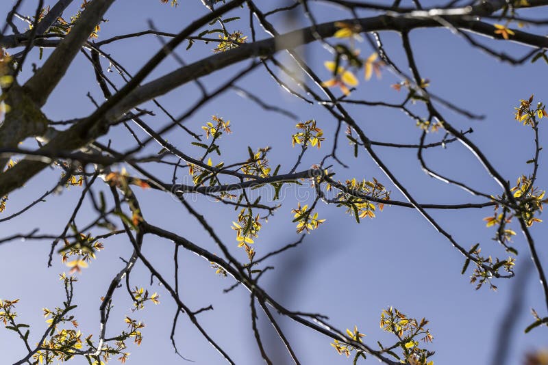 Blooming Walnut in Spring in Sunny Weather Stock Photo - Image of ...