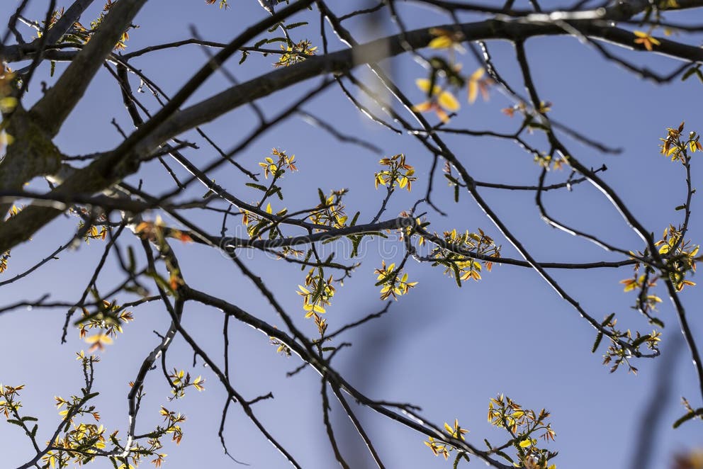 Blooming Walnut in Spring in Sunny Weather Stock Photo - Image of ...