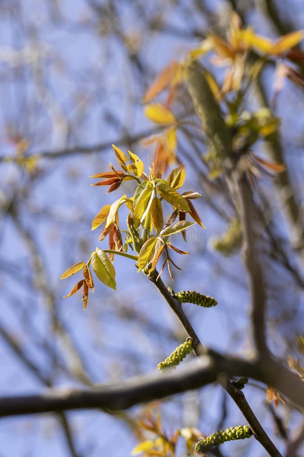 Blooming Walnut Tree in the Orchard Stock Photo - Image of cultivation ...