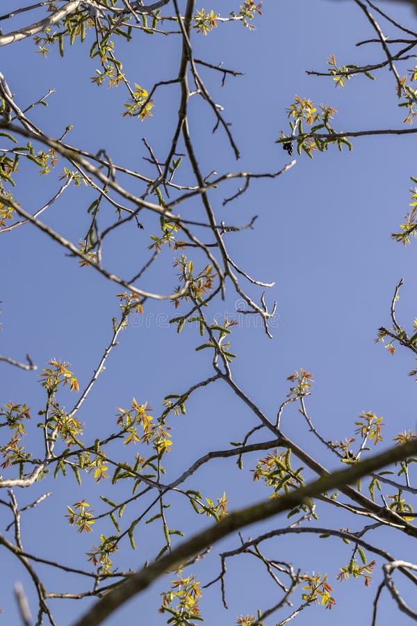 Blooming Walnut Tree in the Orchard Stock Photo - Image of sunny ...