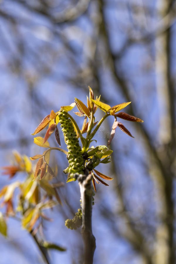 Blooming Walnut Tree in the Orchard Stock Image - Image of freshness ...