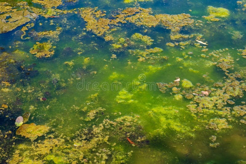 Blooming Water and Algae in a Pond. Close-up of the Swamp Surface Stock ...