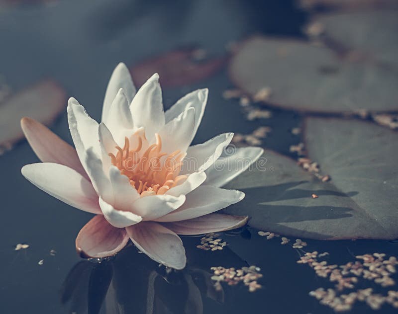 Blooming water lilly stock image. Image of close, growth - 63275945