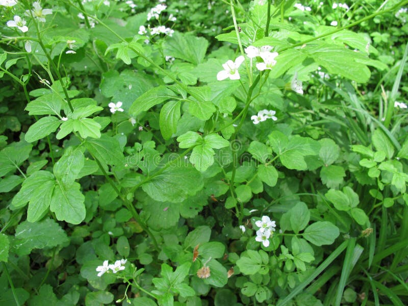 Blooming Watercress, Nasturtium Officinale Stock Image - Image of ...
