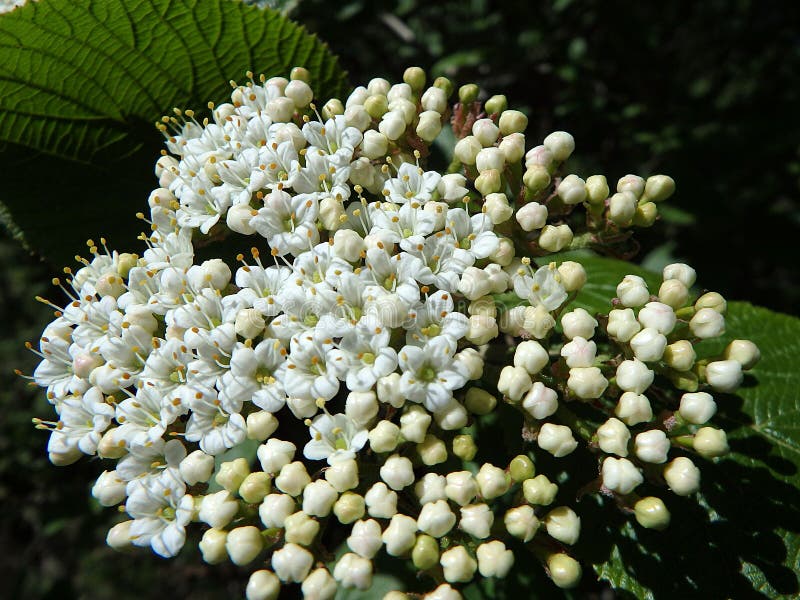Blooming Wayfaring Tree stock photo. Image of leaf, plant - 92474100