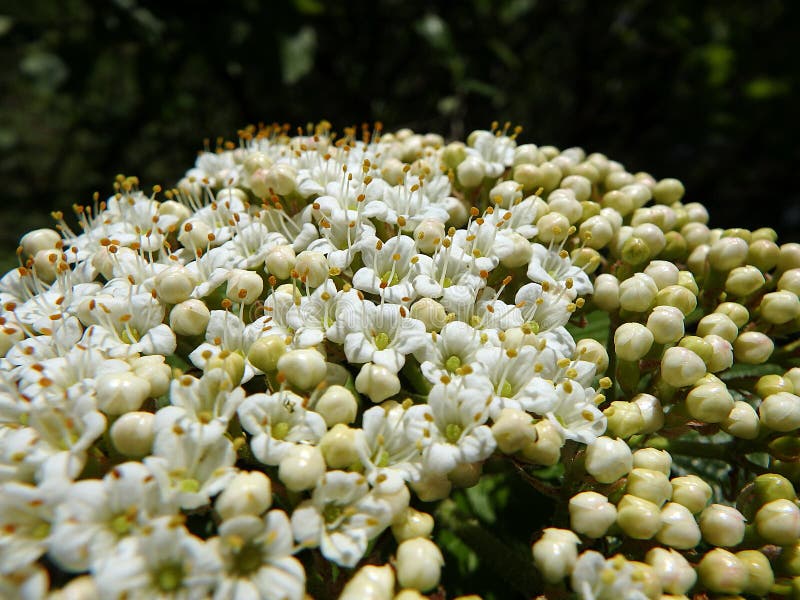 Blooming Wayfaring Tree stock image. Image of floral - 92725743