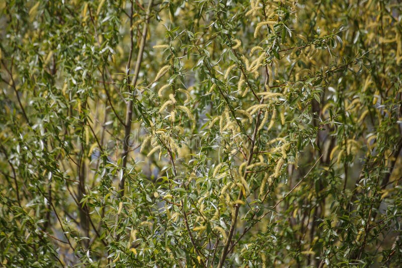 Blooming weeping willow stock image. Image of plant - 184101005