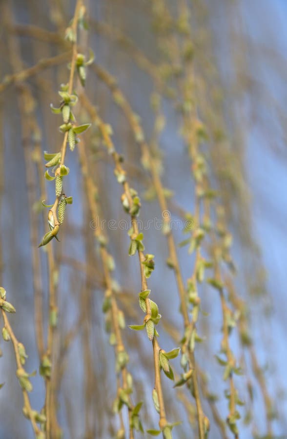 Blooming weeping willow stock photo. Image of weeping - 51550578