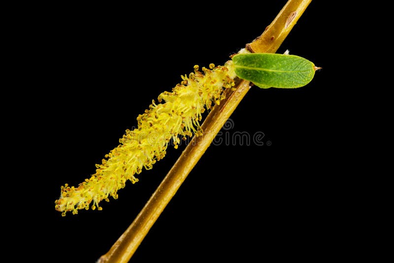 Blooming Weeping Willow Closeup, Isolated on Black Background Stock ...