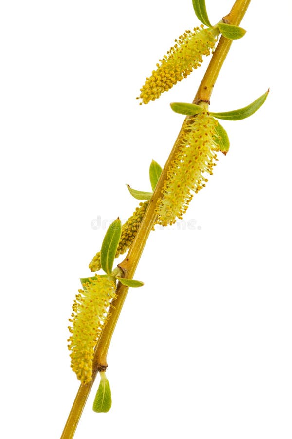 Blooming Weeping Willow Closeup, Isolated on White Background Stock ...