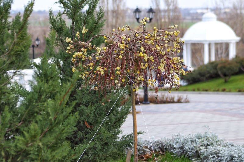 Blooming Weeping Willow in a Spring Park Stock Photo - Image of willow ...