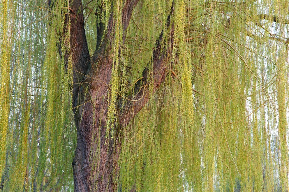Blooming Weeping Willow Tree Stock Image - Image of pattern, weeping ...