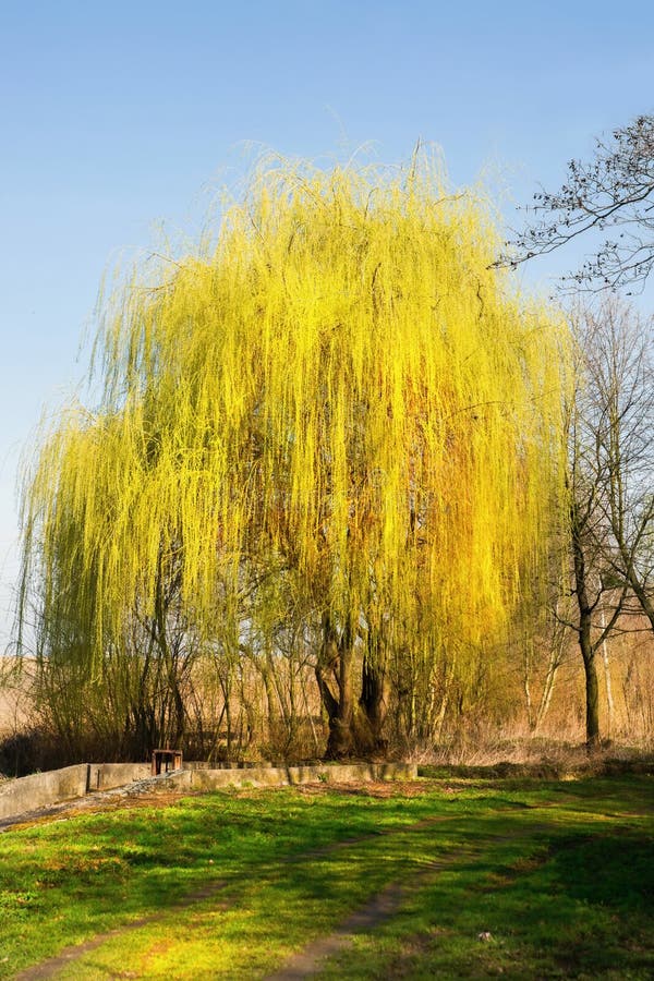 Weeping Willow Tree Or Sallow Tree In Park Stock Photo - Image of lake ...