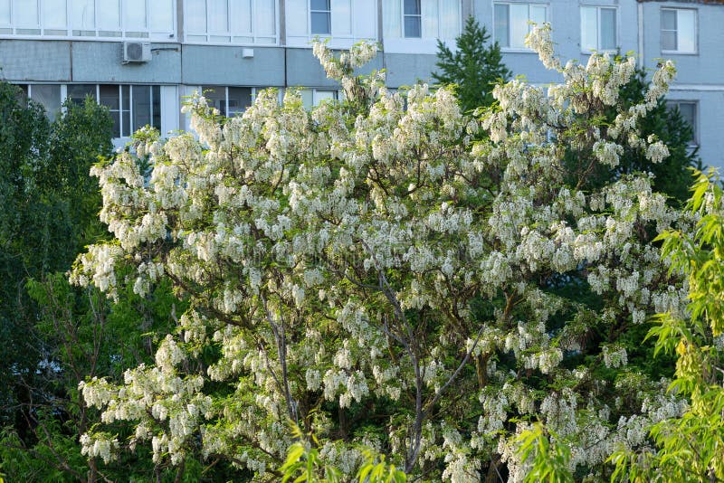 Blooming White Acacia Tree Top View Stock Photo - Image of leaves ...