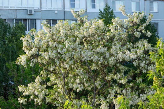 Blooming White Acacia Tree Top View Stock Photo - Image of leaves ...