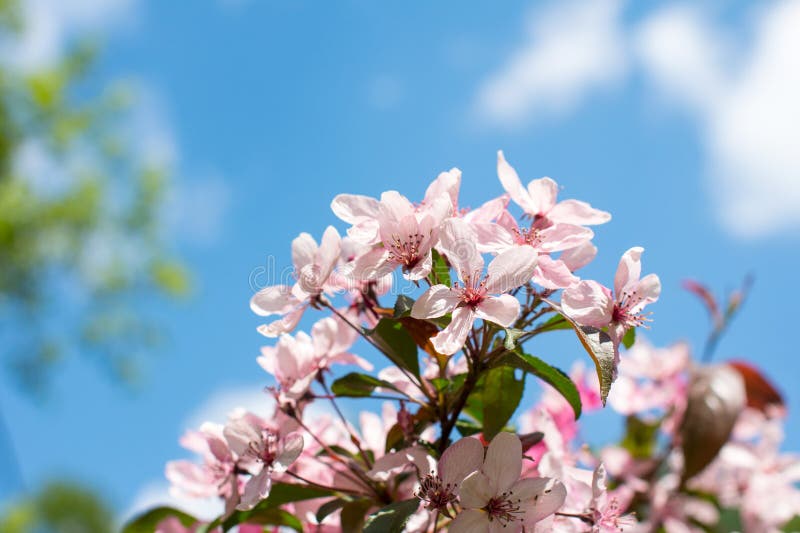 Blooming White Apple Tree in the Garden. Stock Photo - Image of trees ...