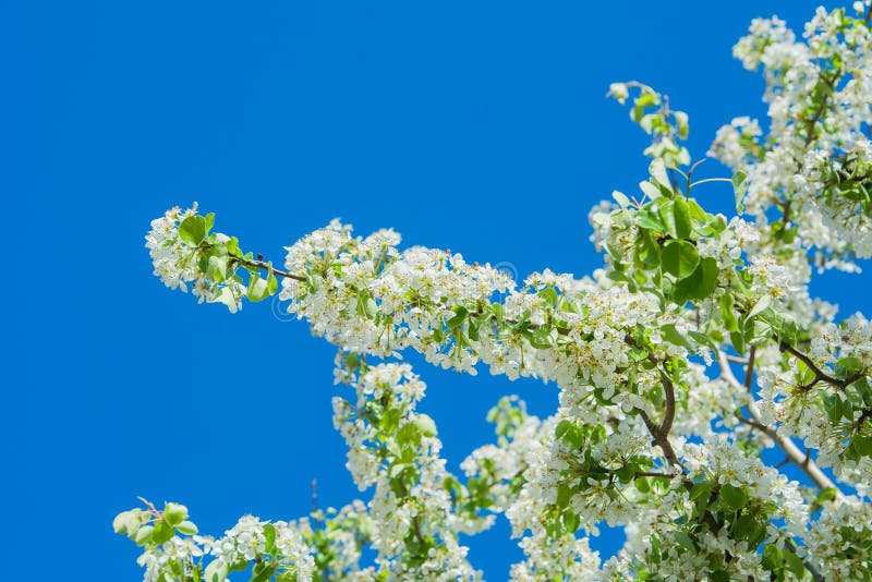 Blooming White Branches and Blue Sky Stock Image - Image of botanical ...