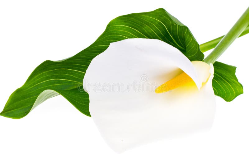 Blooming White Calla with Green Leaves on Light Background Stock Image ...