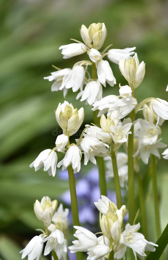 Blooming White Campanula Flower Budding and Flowering Stock Image ...