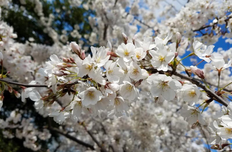 Blooming White Cherry Tree Flowers in Spring Stock Image - Image of ...