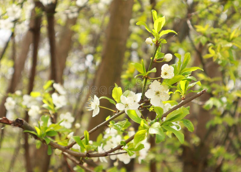 Blooming White Cherry Tree in Spring Time Stock Photo - Image of ...