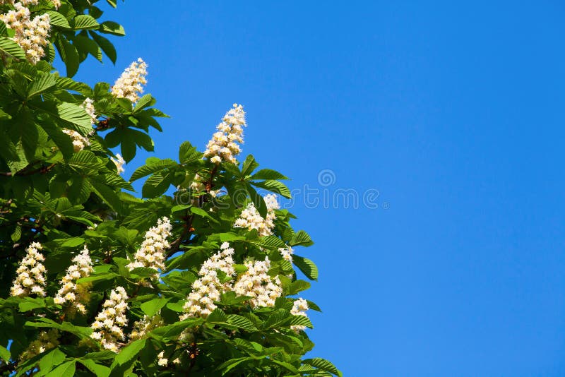 Chestnut autumn fall stock photo. Image of fruit, horse - 1418150