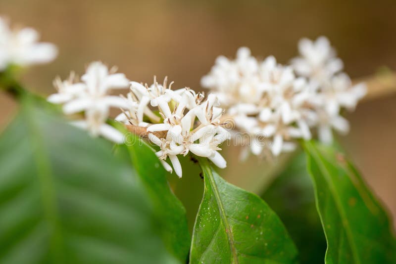 Blooming White Coffee Flower on Tree in North of Thailand Stock Image ...