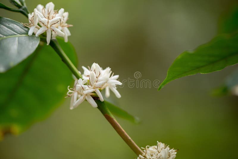 Blooming White Coffee Flower on Tree in North of Thailand Stock Image ...