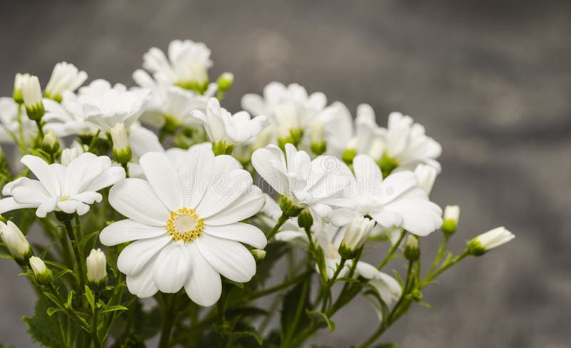 Blooming white cosmos stock image. Image of white, petal - 54241337