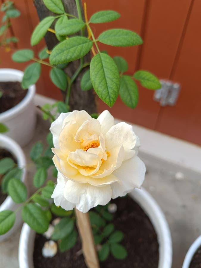 Blooming White Cream Rose with Blurry Background Stock Image - Image of ...