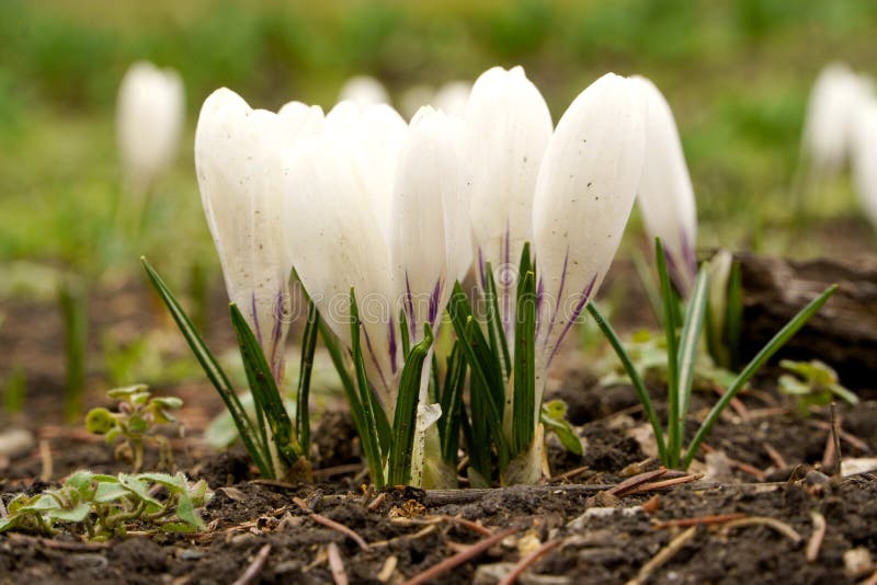 Blooming White Crocuses in the Park. Stock Photo - Image of petal ...