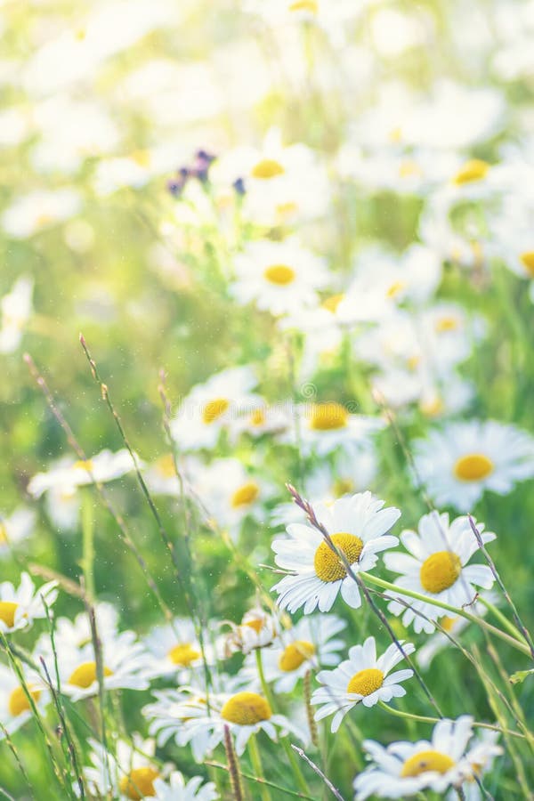 Blooming White Daisy Field. Beautiful Nature Scene. Stock Photo - Image ...