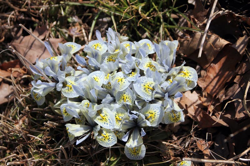 Blooming First Spring Flowers Stock Image - Image of flower, bloom ...