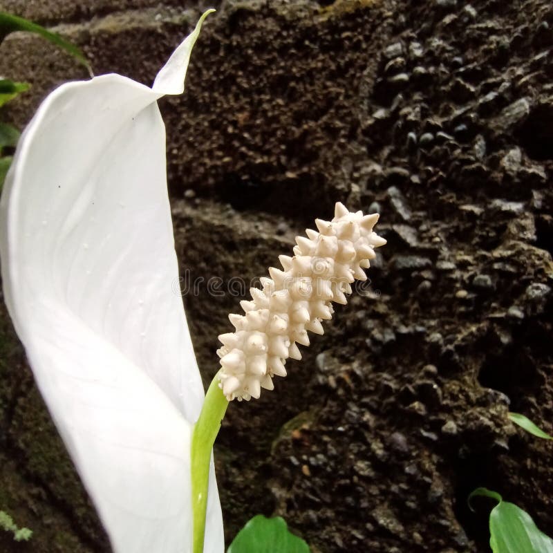 Blooming white flower buds stock photo. Image of nature - 209307162